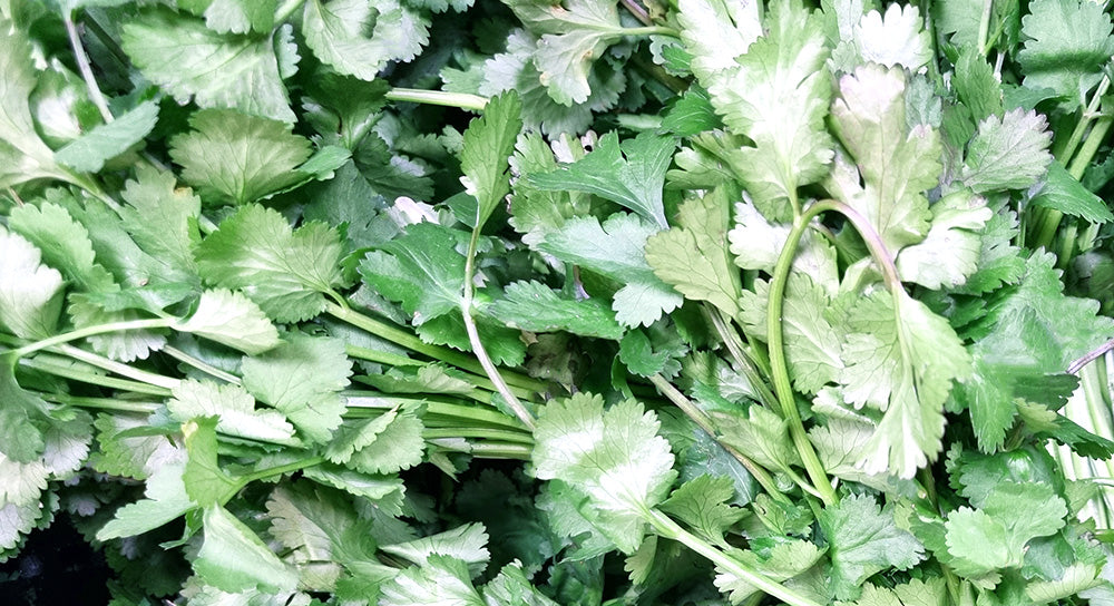 Meal Kit: How to prepare and cut fresh coriander | Dawat Food